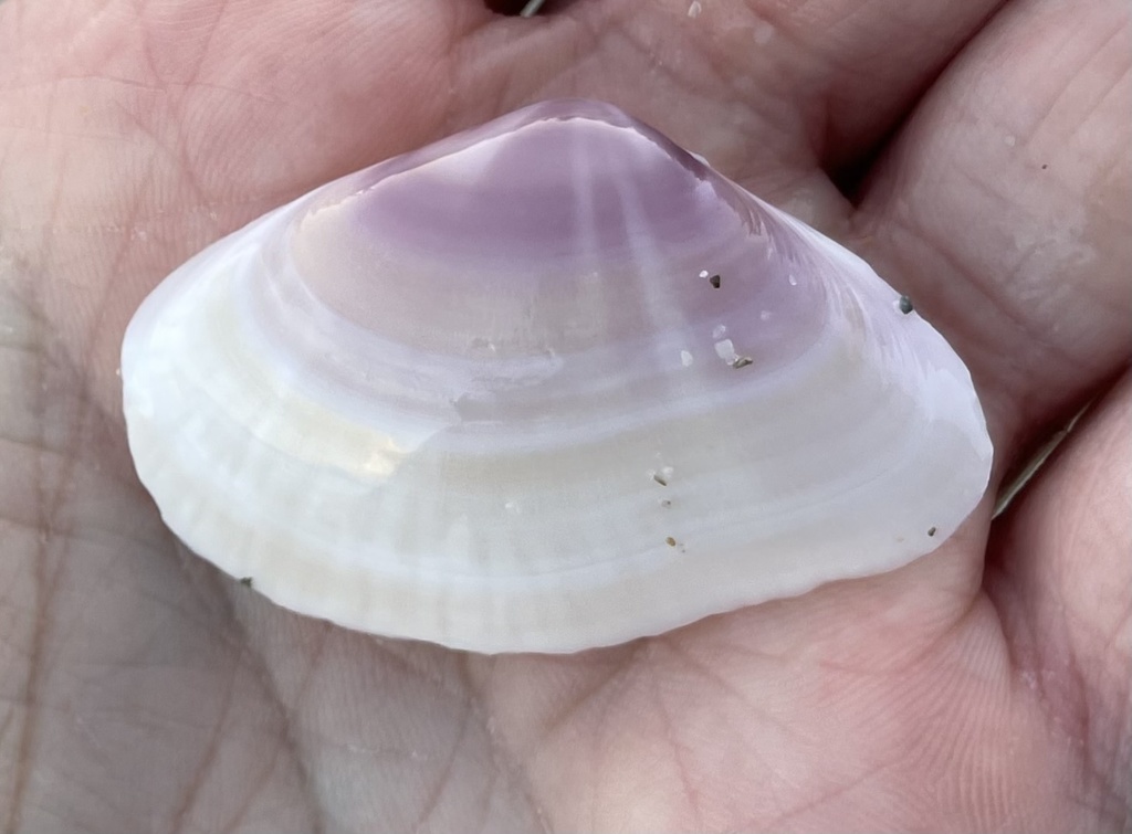Giant Coquina Clam from Royal Palm Island, Golden Beach, FL, US on ...