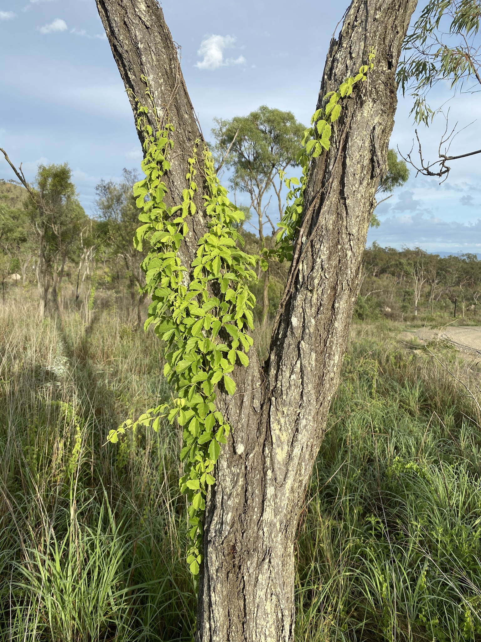 Causonis trifolia (L.) Mabb. & J.Wen