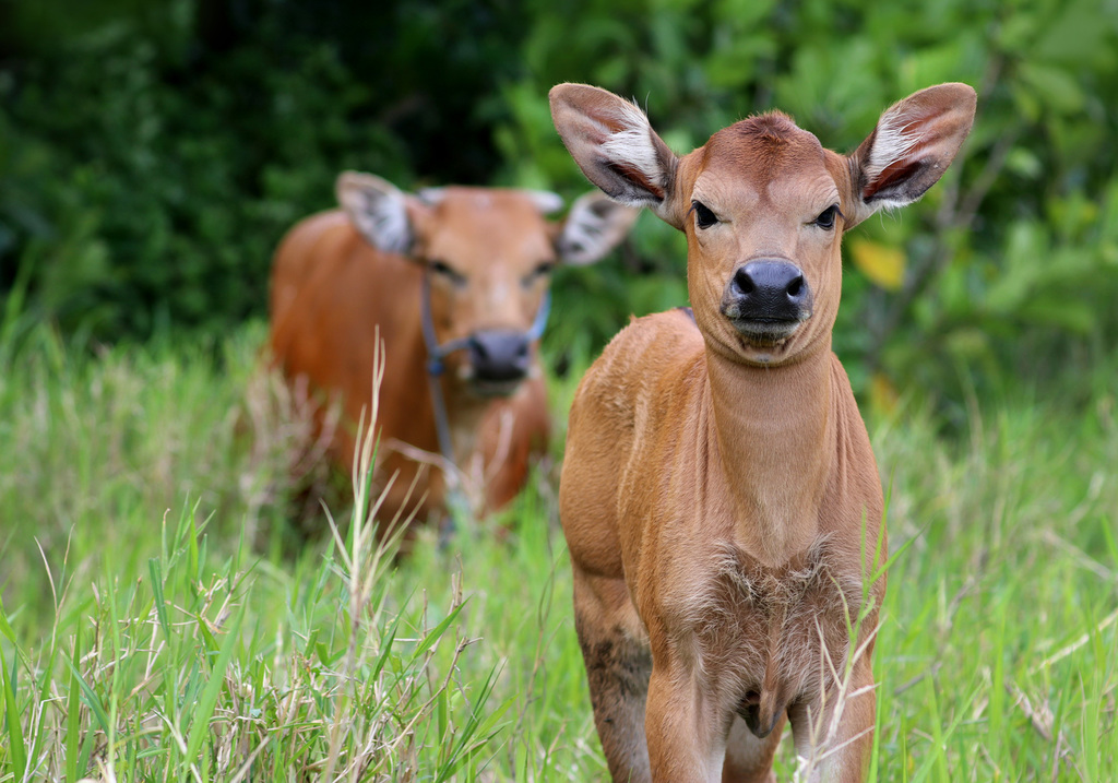 Bali Cattle (Bos javanicus domesticus) - Know Your Mammals
