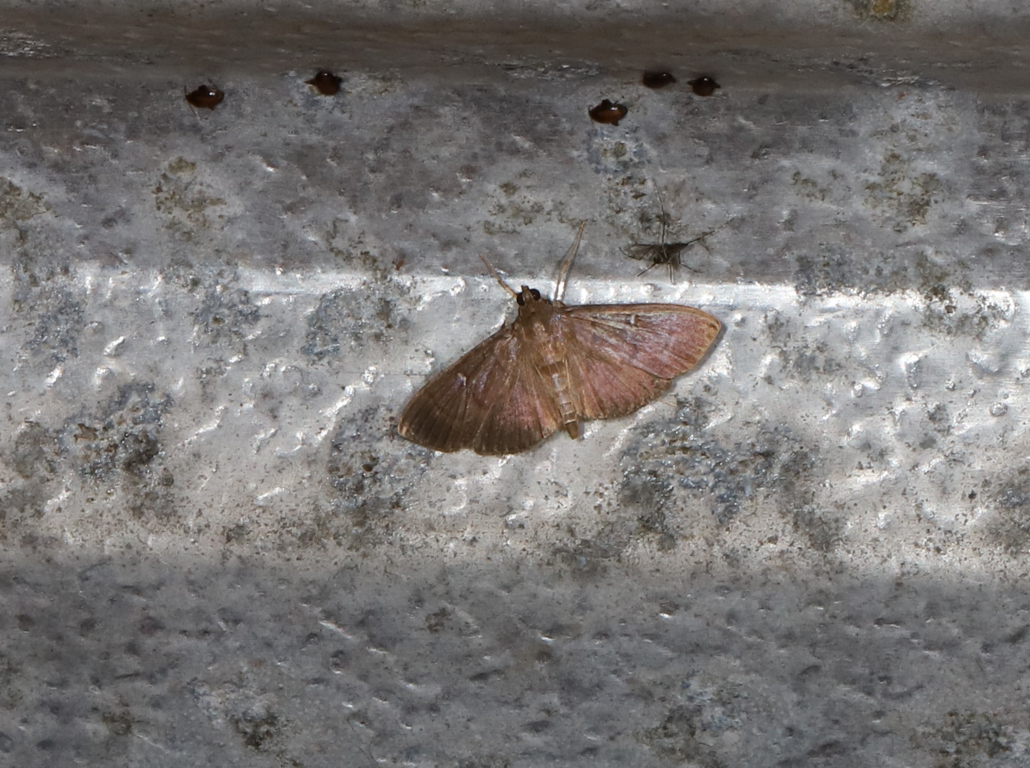 Pramadea Moore, 1888