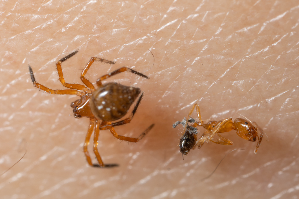 Ant-eating Spiders in December 2021 by Kavee Sirichantakul · iNaturalist