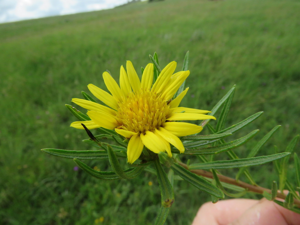 Rough Vomitbush (Geigeria aspera) - Botanical Realm