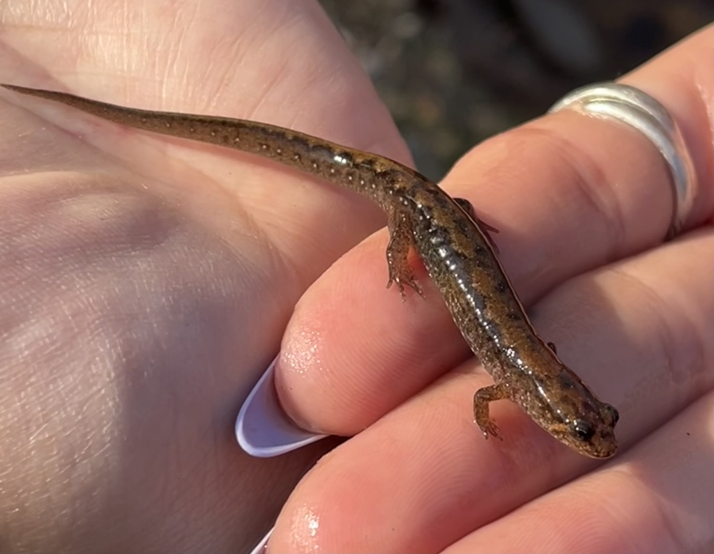 Wolf Dusky Salamander from US-70, Marion, NC, US on January 12, 2022 at ...