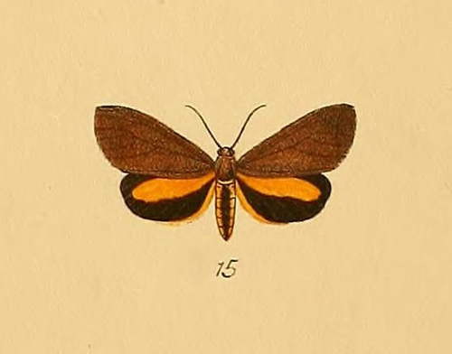 Virbia parva · NaturaLista Colombia