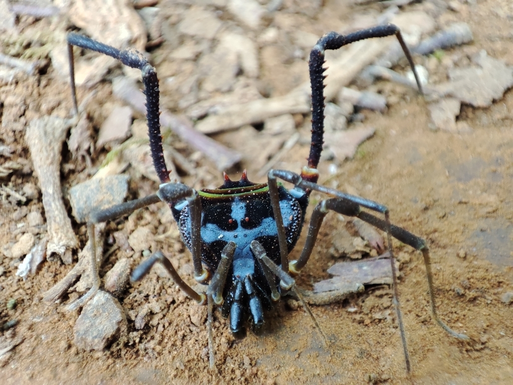 Sadocus asperatus from Valdivia, Los Ríos, Chile on January 14, 2022 at ...