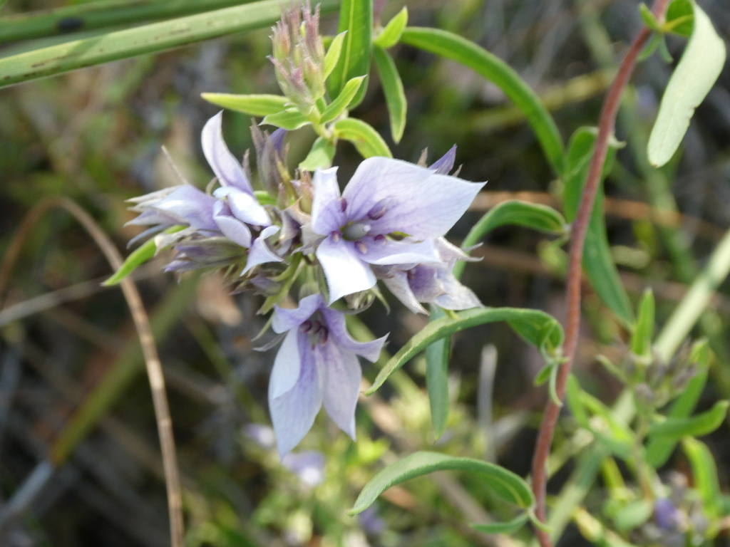 dicots from Mirrabooka WA 6061, Australia on January 08, 2022 at 05:24 ...