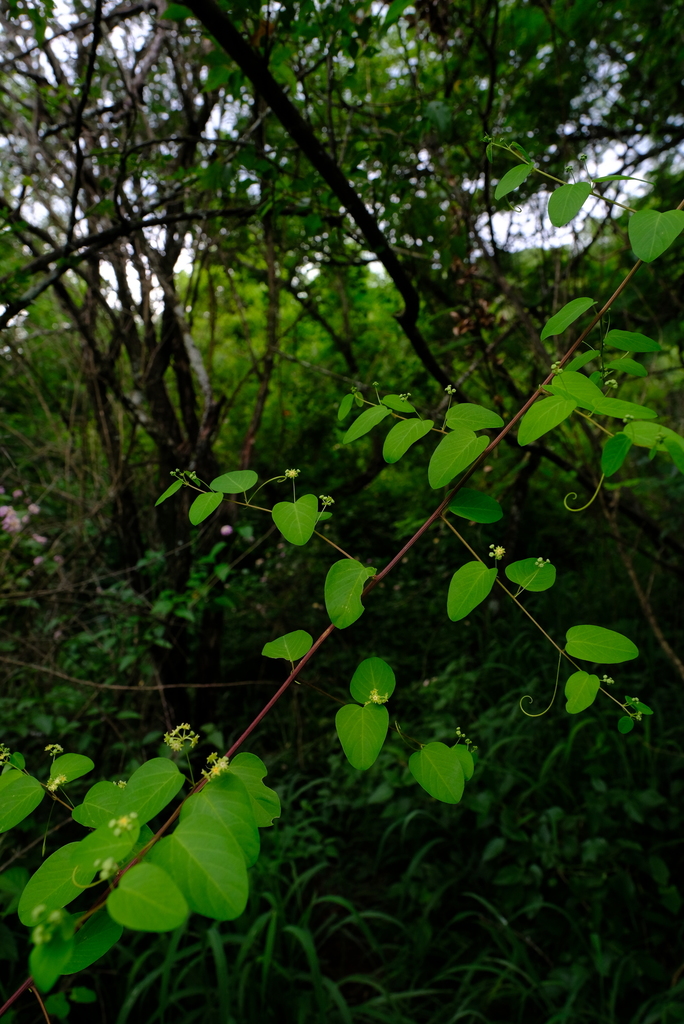 Soap Bush (Helinus integrifolius) - Botanical Realm