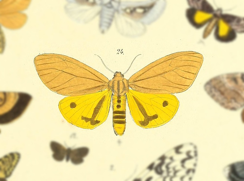 Hypercompe marcescens · iNaturalist