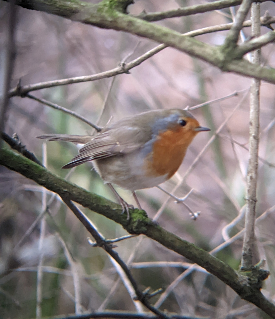 European Robin from Kreuzviertel, Münster, Germany on January 14, 2022 ...