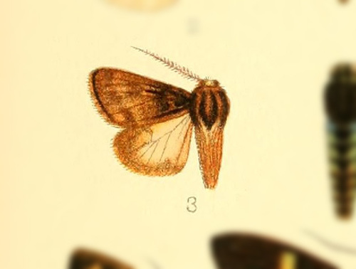 Paracles juruana · iNaturalist