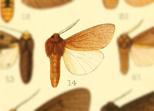 Paracles sericea · iNaturalist