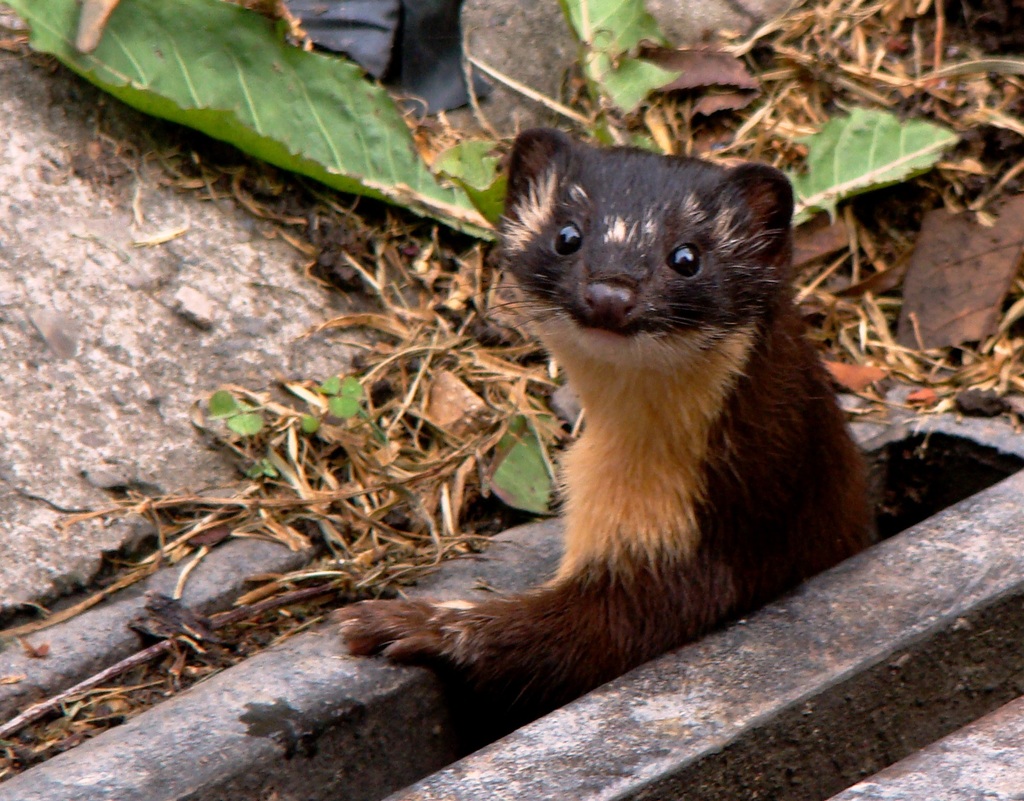 Long-tailed Weasel from El Rosal, Suba, Bogotá, Bogota, Colombia on ...