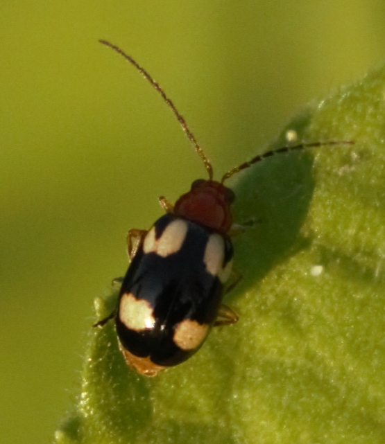 Monolepta signata (Olivier, 1808)
