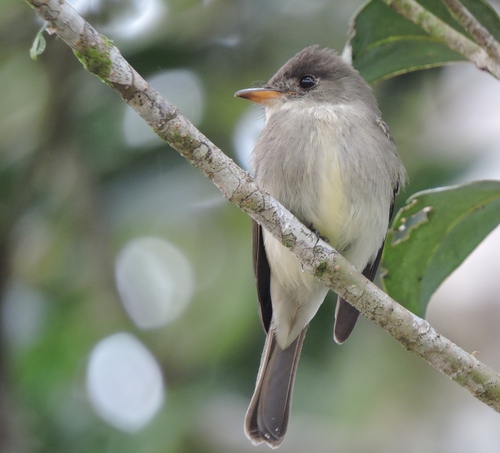 Northern Tropical Pewee (Subspecies Contopus bogotensis brachytarsus ...
