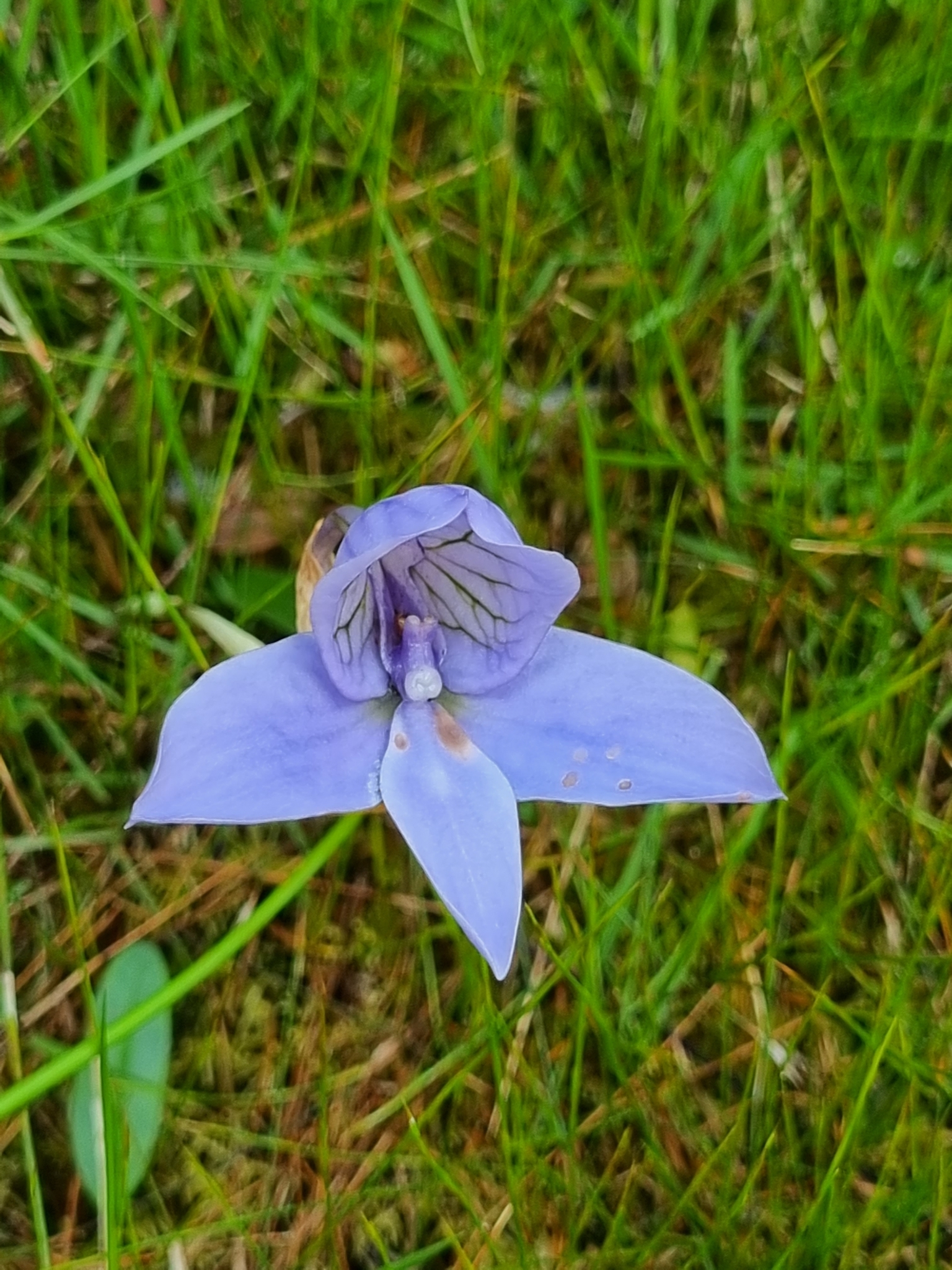 Disa longicornu L.f.