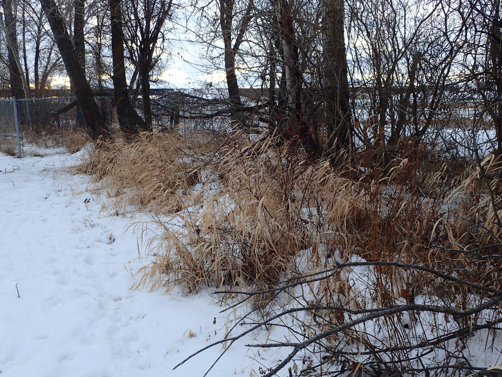 reed canary grass from Division No. 6, Alberta, Canada on January 13 ...
