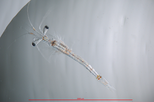Genus Alienacanthomysis · iNaturalist