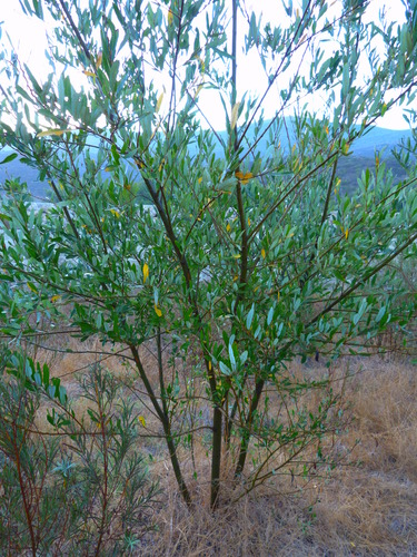 Arroyo Willow (LA Urban Forest Program) · iNaturalist