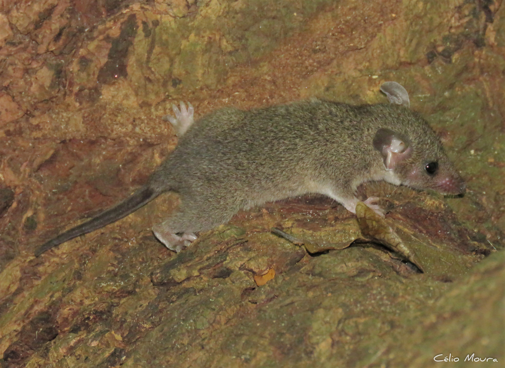 Gray Short-tailed Opossum (Monodelphis domestica) - Know Your Mammals