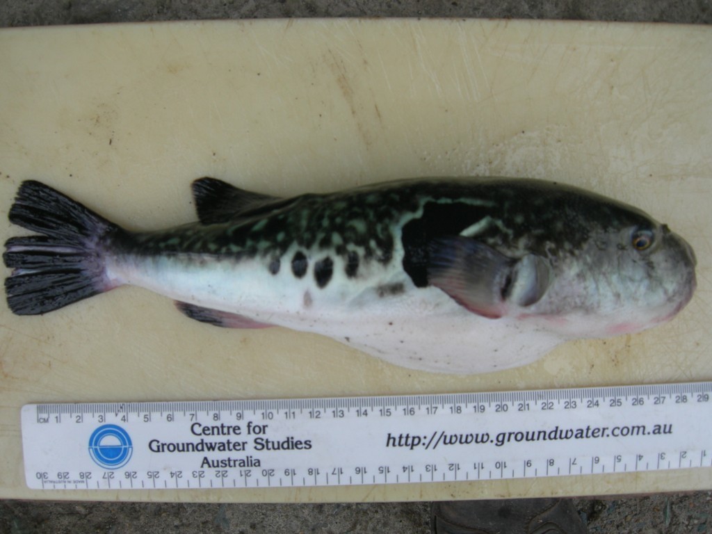Tiger Puffer in September 2005 by sergeymakeev · iNaturalist