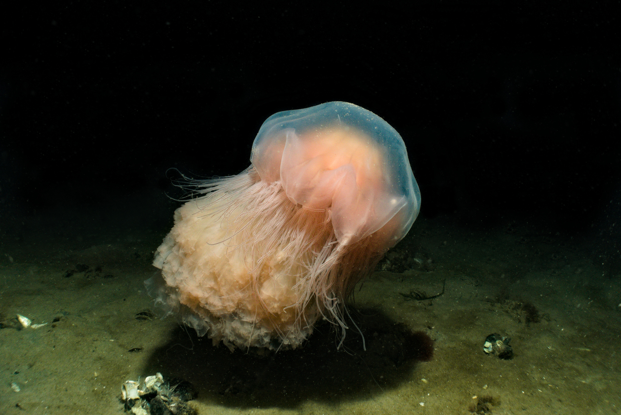 Cyanea capillata (Linnaeus, 1758)