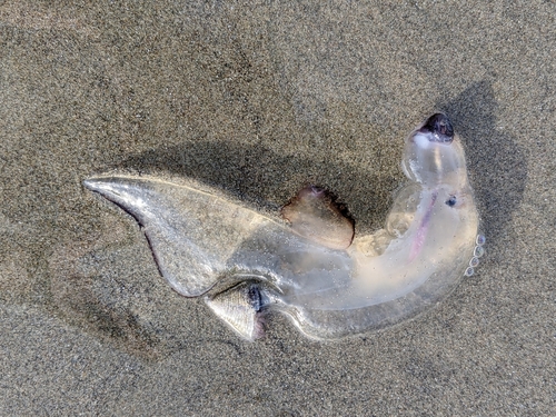 Lamarck's nautilus (Carinaria lamarckii)