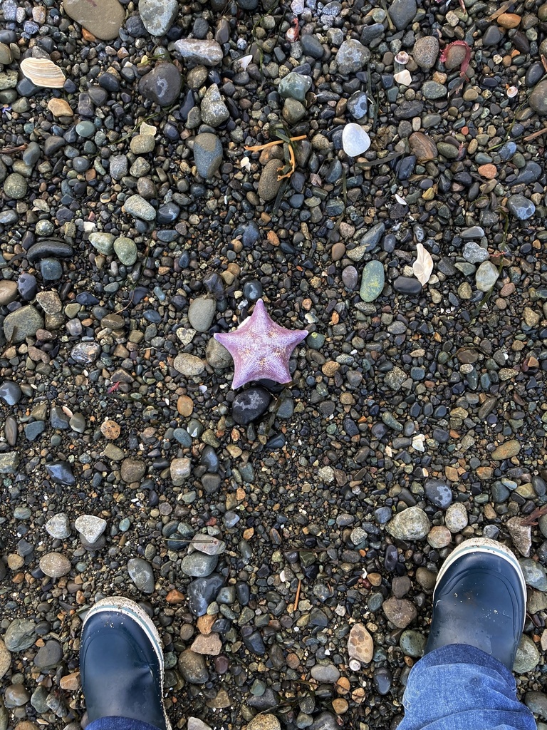 Bat Star from North Pacific Ocean, Skeena-Queen Charlotte, BC, CA on ...
