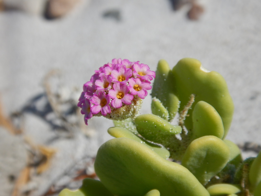 red sand-verbena from Isla Ángel de la Guarda, Baja California, México ...