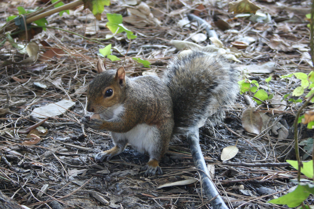 Eastern Gray Squirrel in September 2012 by Alberto Colatore. ***Sciurus ...