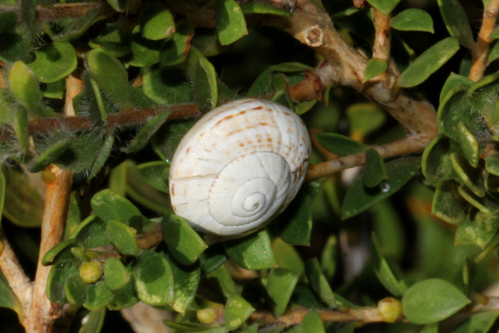 White Italian Snail from Chapman R Reg Park, Geraldton WA, Australia on ...
