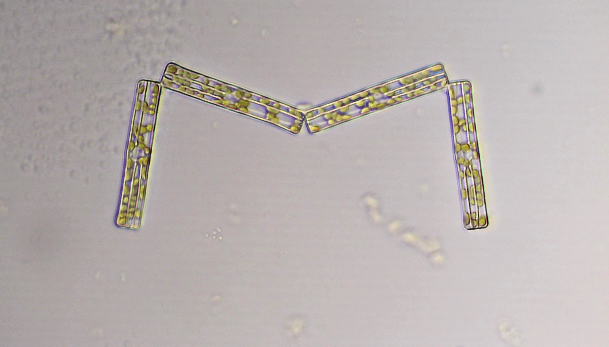 Tabellaria fenestrata (Lyngbye) Kützing, 1844