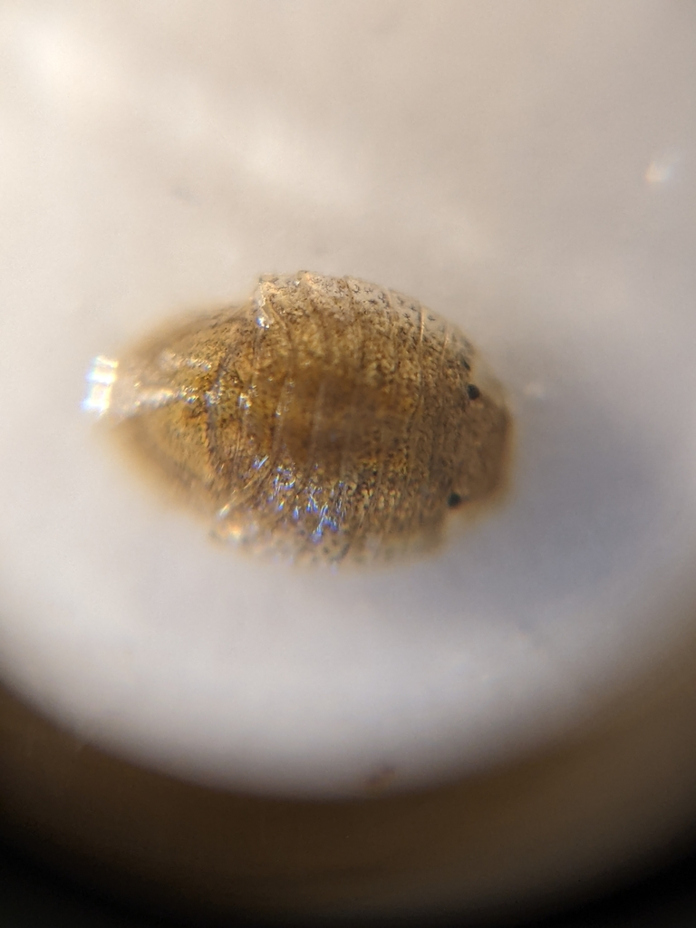 Cassidinidea ovalis from Hancock County, MS, USA on January 14, 2022 at ...