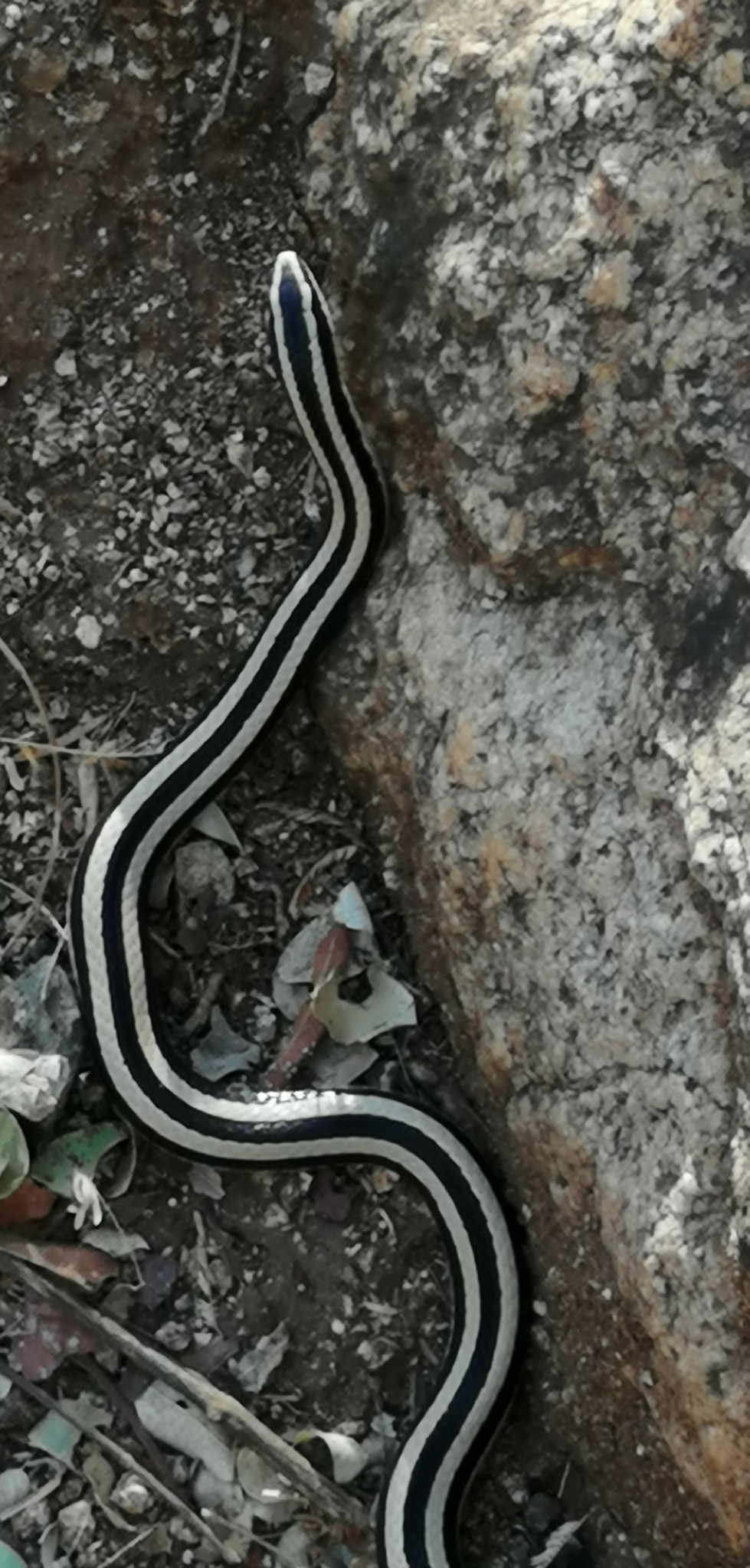 Conophis vittatus Peters, 1860