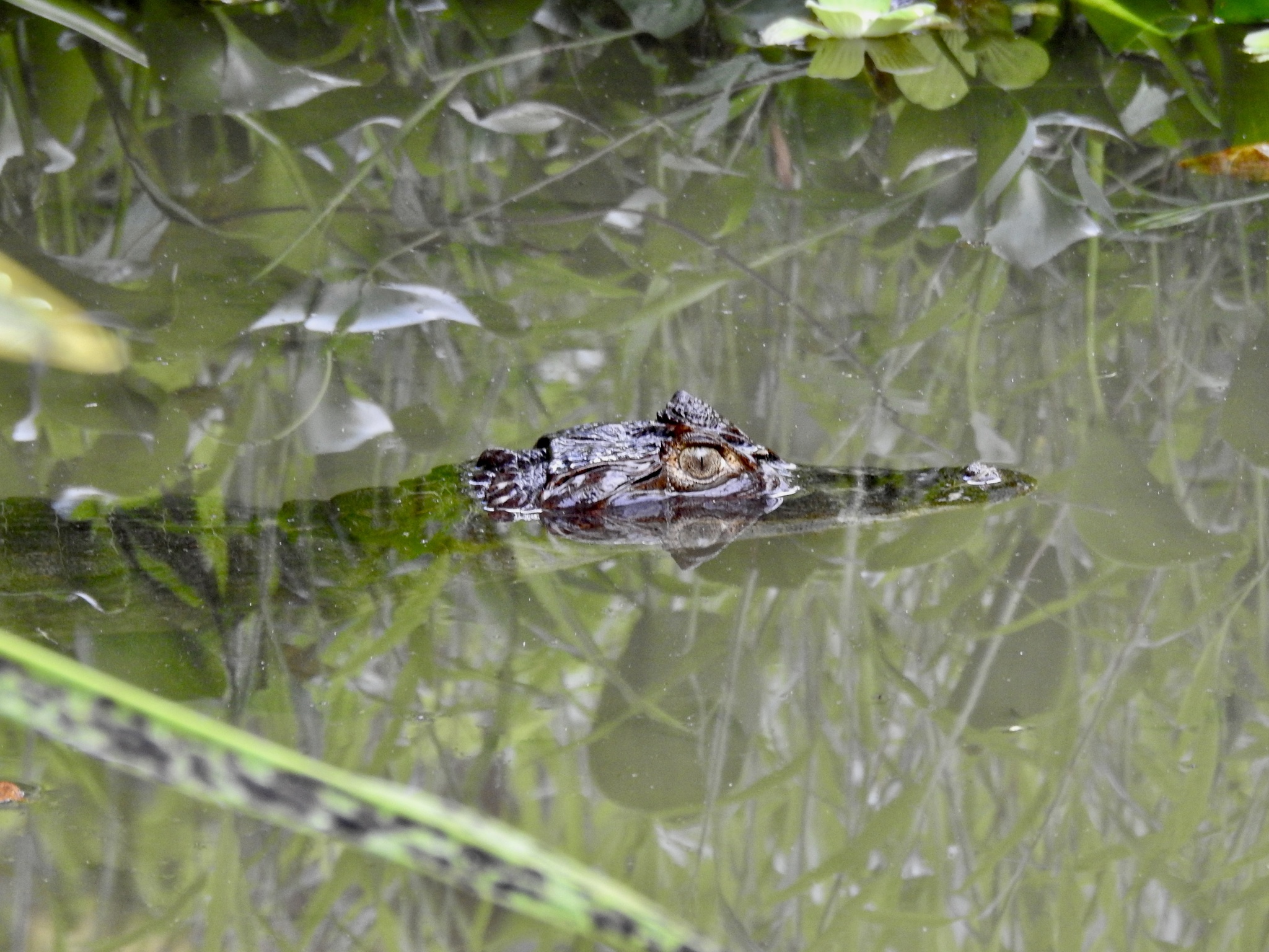 Caiman crocodilus fuscus (Cope, 1868)