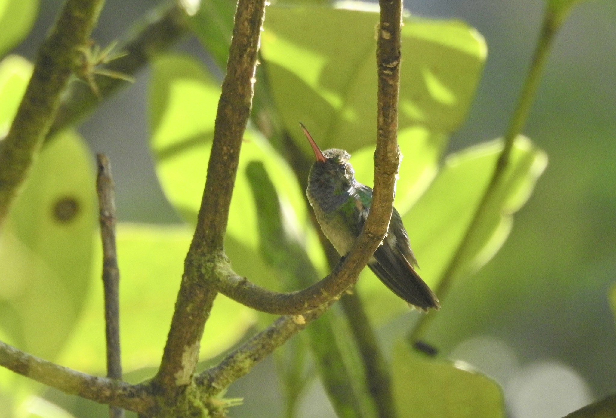 Polyerata decora Salvin, 1891