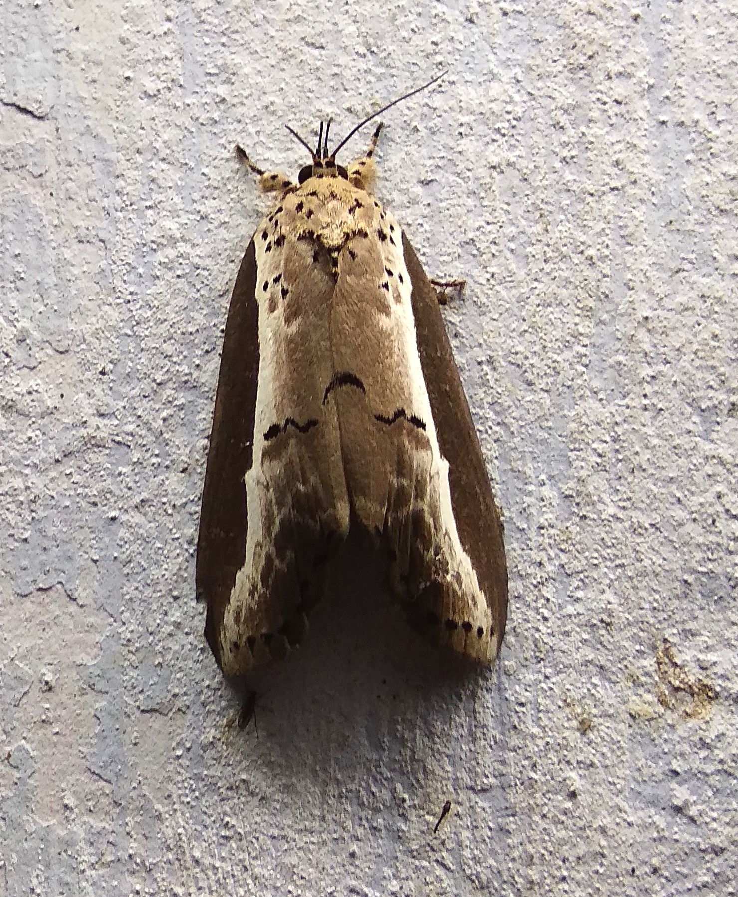 Eligma narcissus (Cramer, 1775)