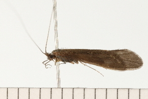 Ceraclea diluta · iNaturalist