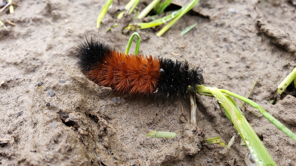 Isabella Tiger Moth in January 2022 by Gavin Slater · iNaturalist