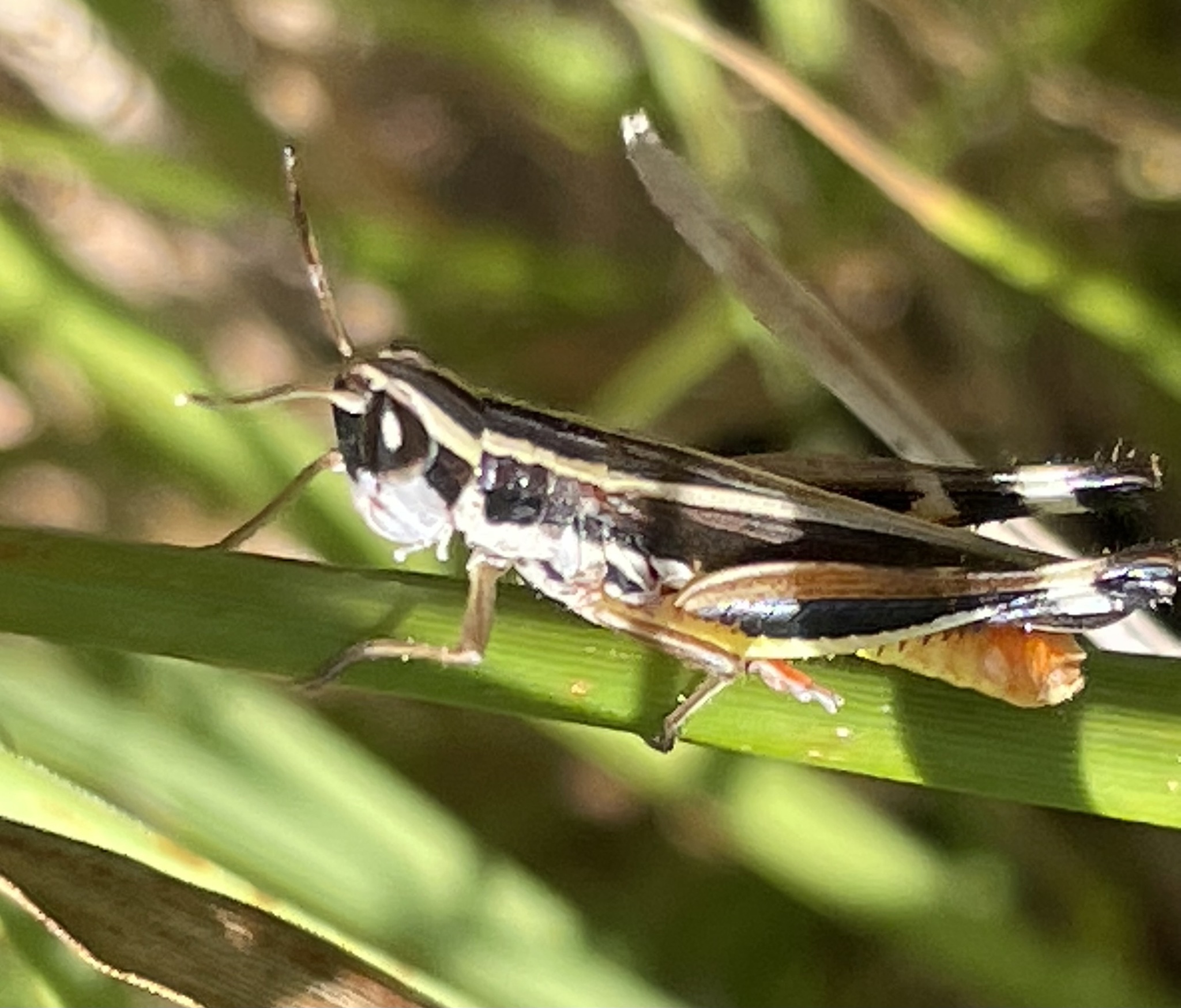 Macrotona australis (Walker, 1870)