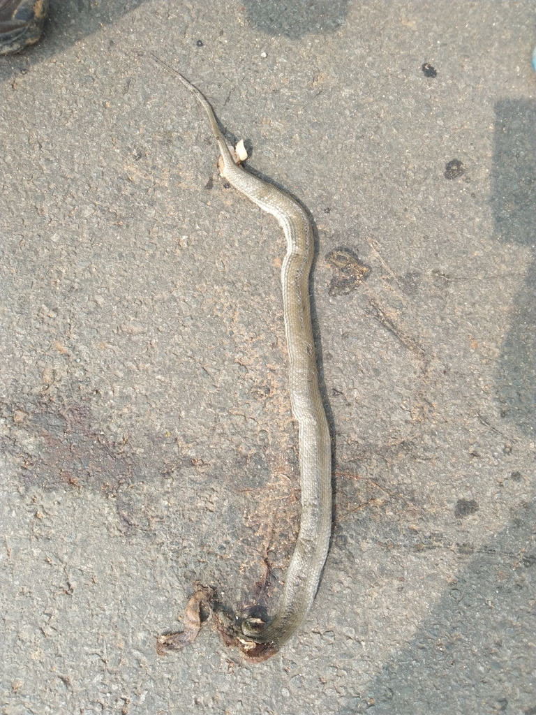 Split Keelback from Panguru, Andhra Pradesh, India on January 15, 2022 ...