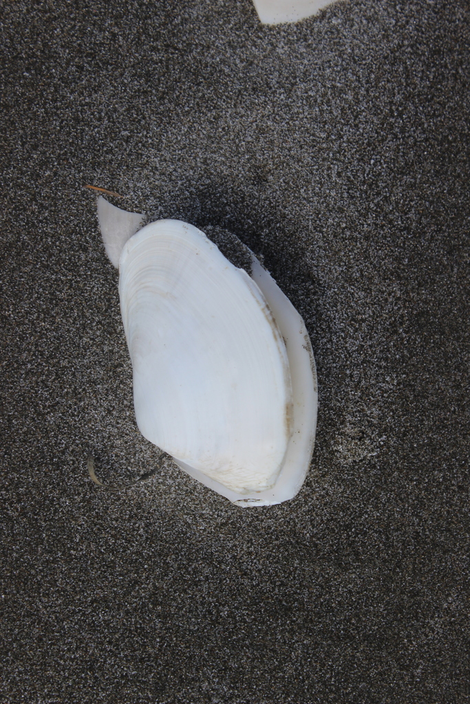 Paphies ventricosa from Bay of Plenty, New Zealand on January 13, 2022 ...