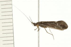 Ceraclea transversa · iNaturalist