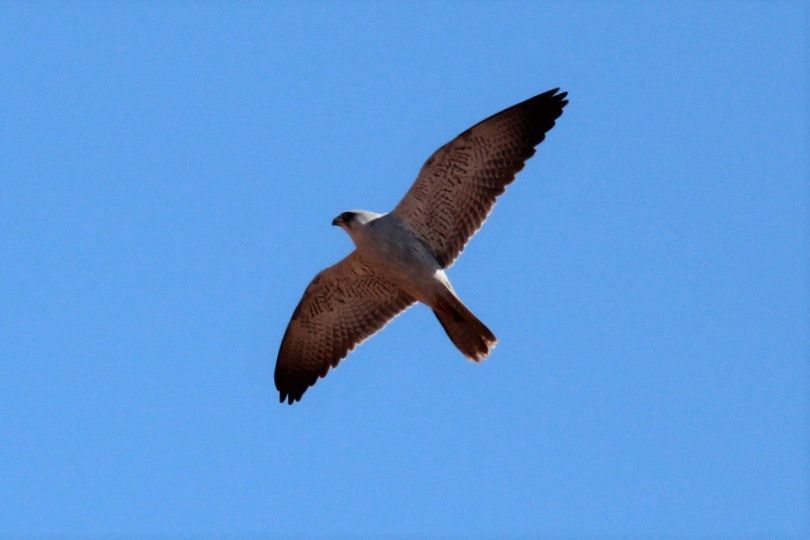 Grey Falcon in May 2018 by Cemone Hedges. 3 grey falcons flying around ...