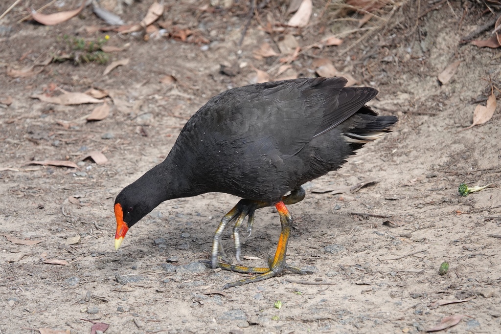 Australian Dusky Moorhen (Birds of the Avon River Western Australia ...