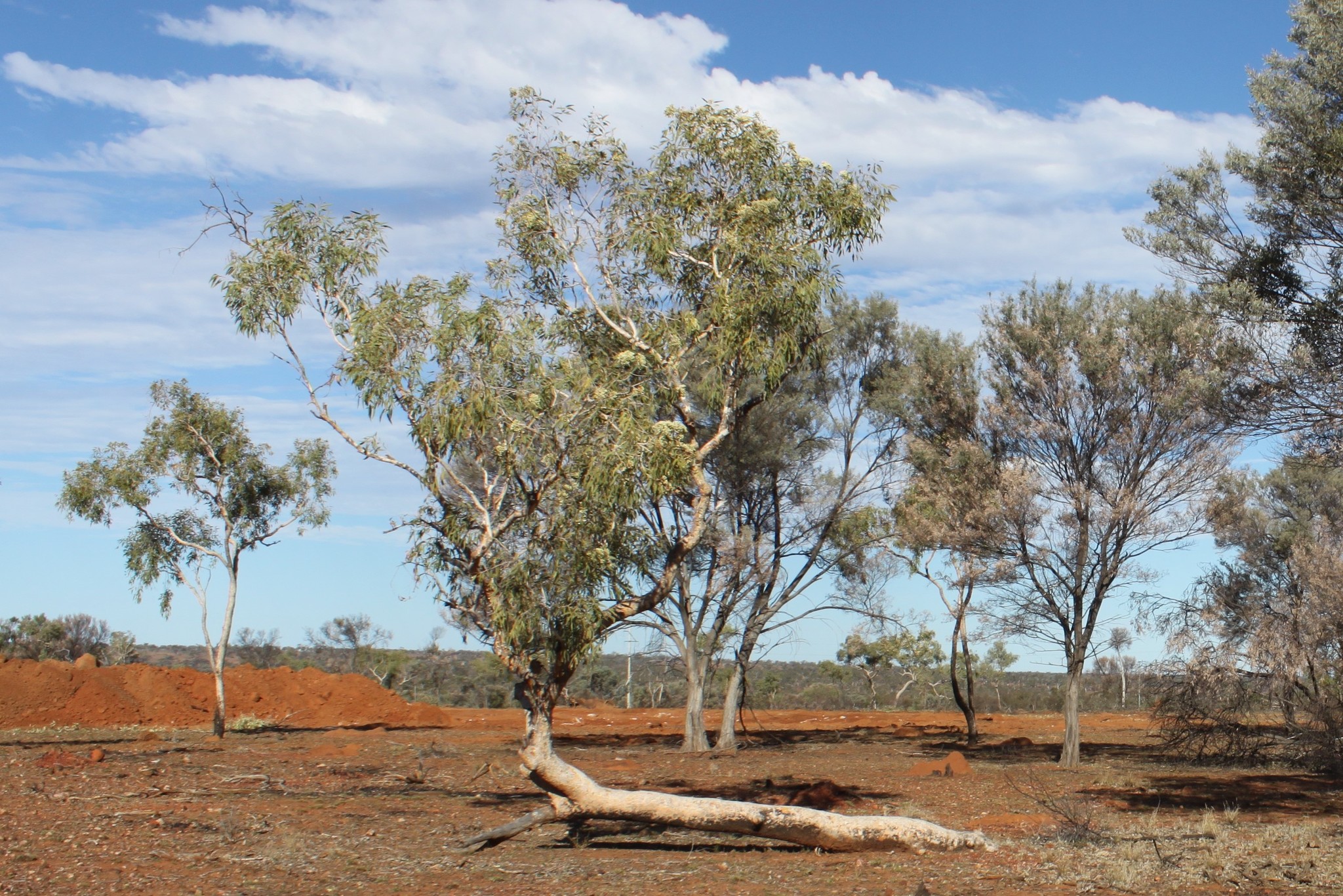 Corymbia terminalis (F.Muell.) K.D.Hill & L.A.S.Johnson