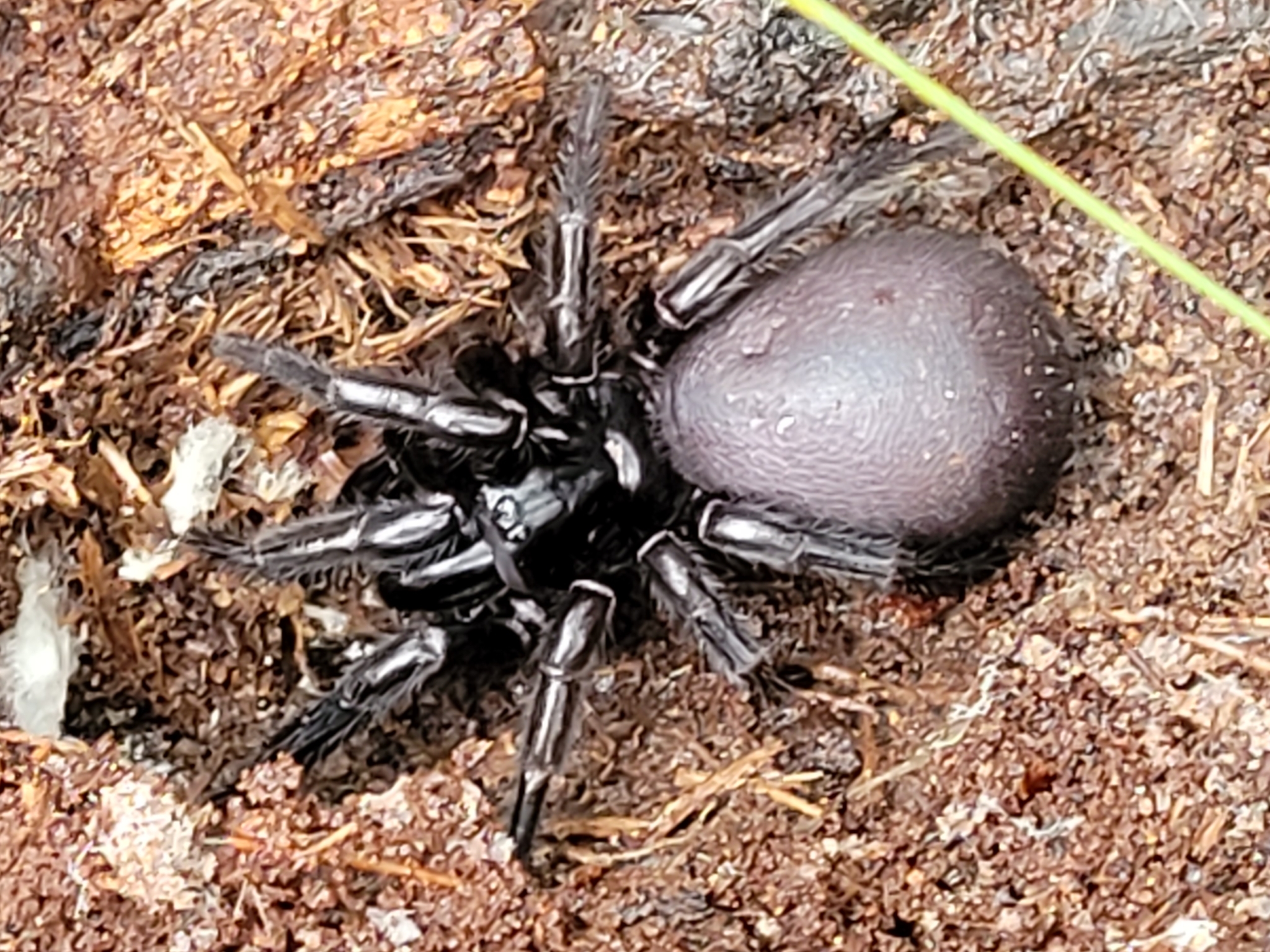 Atrax sutherlandi Gray, 2010