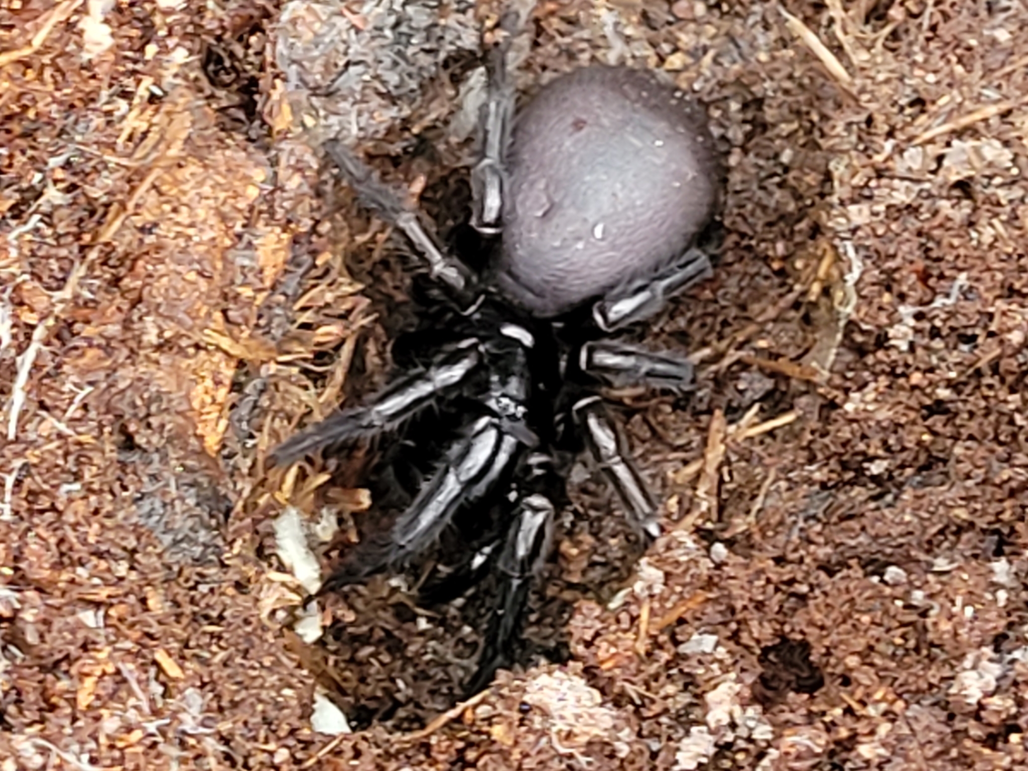 Atrax sutherlandi Gray, 2010