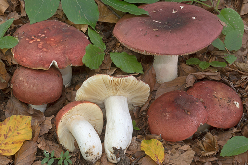Hongo santiaguero (Russula alutacea)