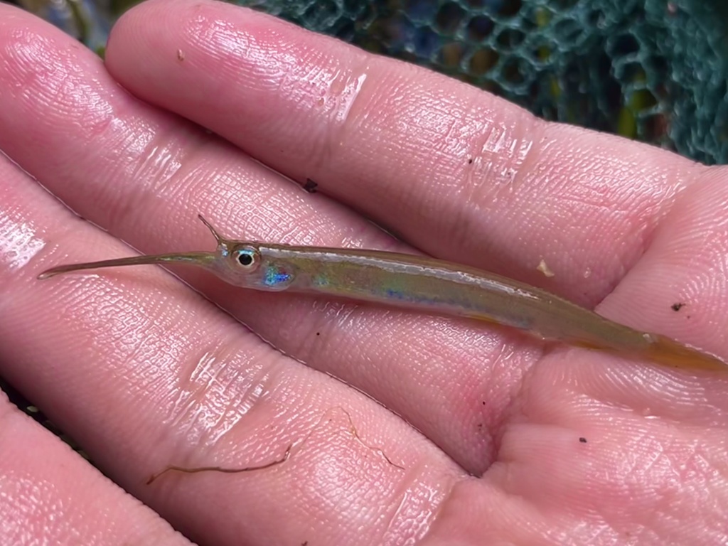 Forest Halfbeak (Fishes of North Selangor Peat Swamp Forest) · iNaturalist