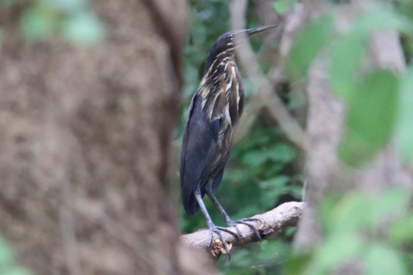Australasian black bittern from Mission River QLD 4874, Australia on ...